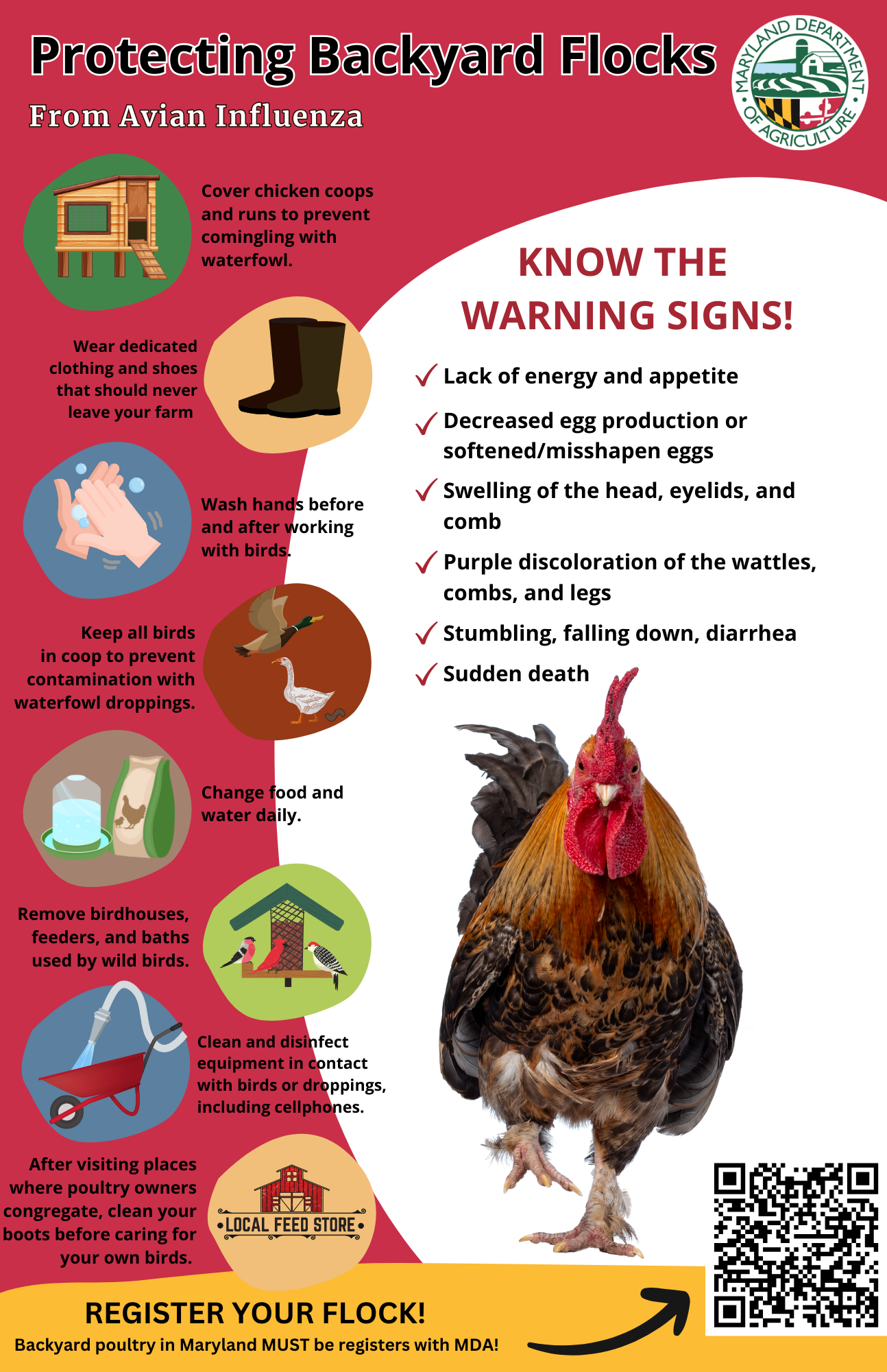 How To Treat Avian Flu In Birds