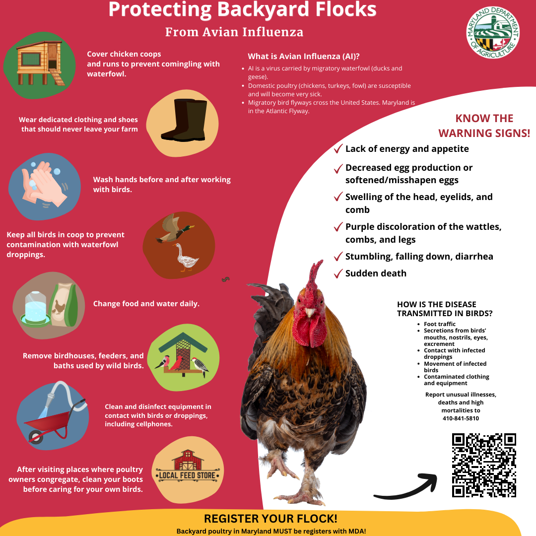 Avian Influenza in Poultry Flocks